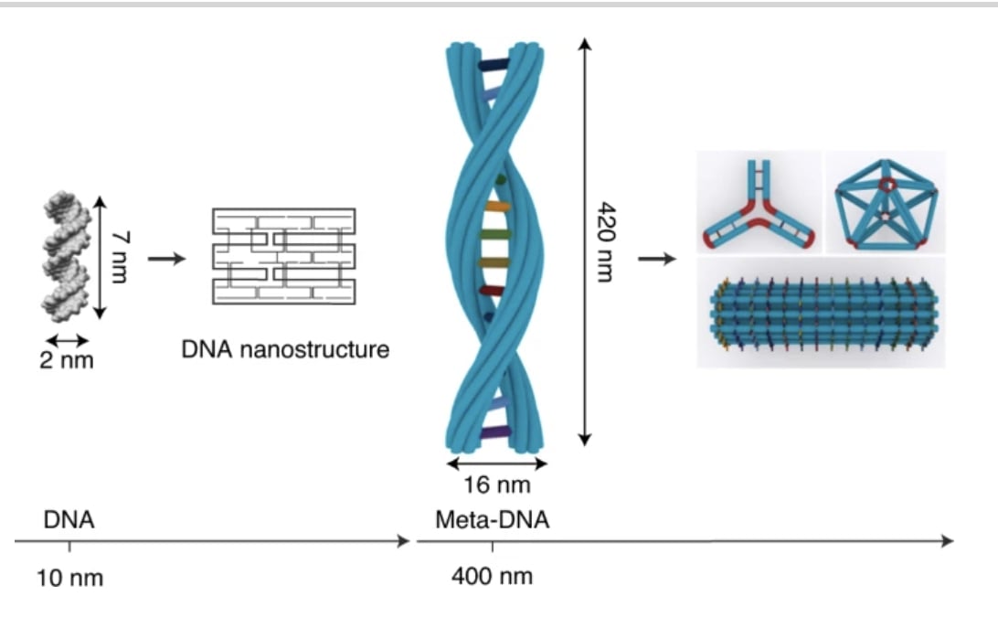 Meta DNA Revolutionizes DNA Nanotechnology By Scaling Up Size By 1000 ...
