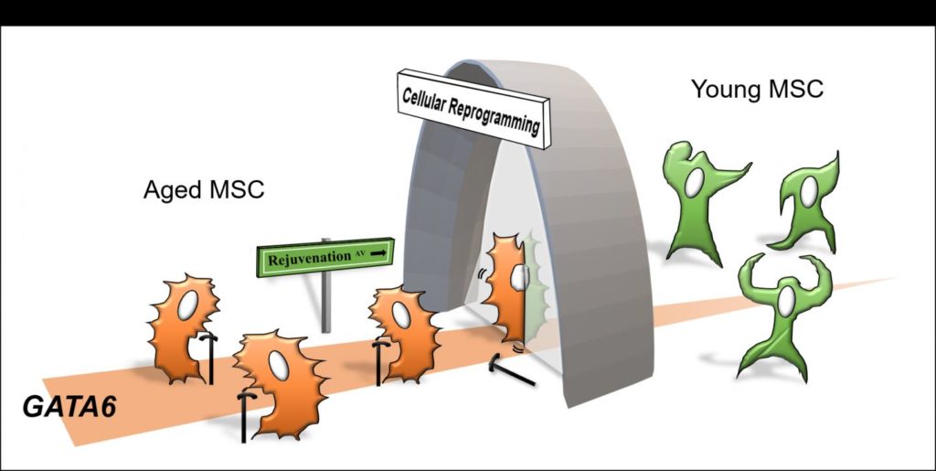 Genes for Regulating Stem Cell Aging Identified | NextBigFuture.com