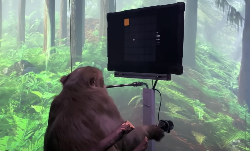 Monkey with Neuralink Brain Interface | NextBigFuture.com