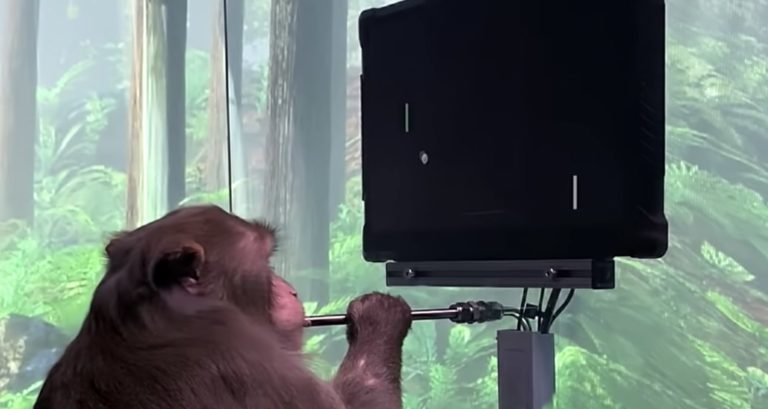 Monkey with Neuralink Brain Interface | NextBigFuture.com
