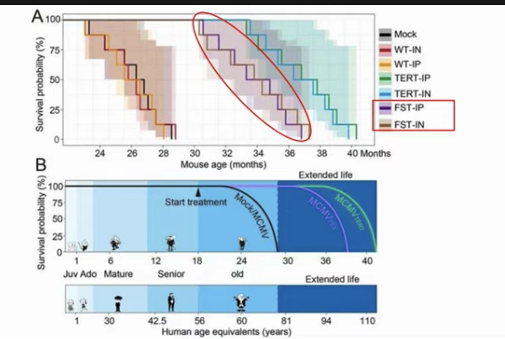 Antiaging Gene Therapies Extend Lifespan of Mice by 41% | NextBigFuture.com
