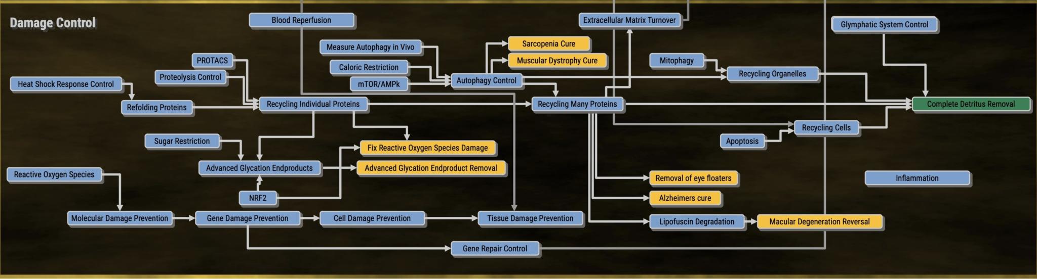 Longevity and Rejuvenation Technology Overview | NextBigFuture.com