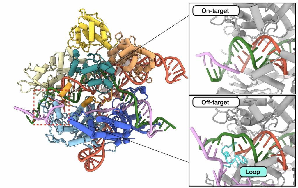 Finding the 3D Structure of DNA for Stem Cell and Cancer Research ...