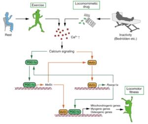 Progress to Exercise Mimicking Pill | NextBigFuture.com