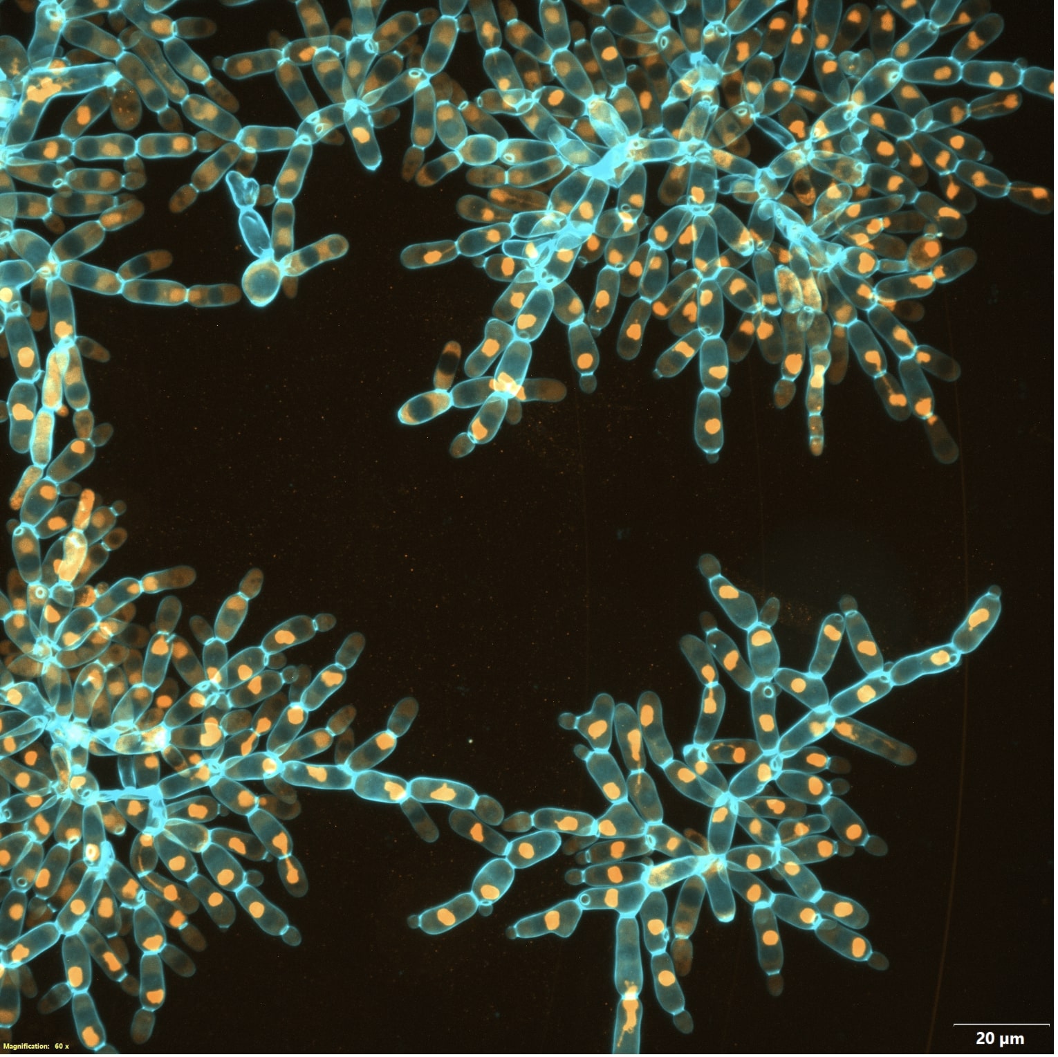 Researchers Direct Evolution To Make Superyeast 20 000 Times Bigger