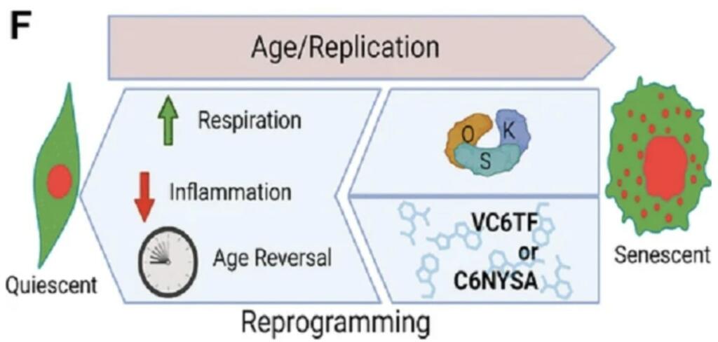 Chemicals Reversed Cellular Aging | NextBigFuture.com