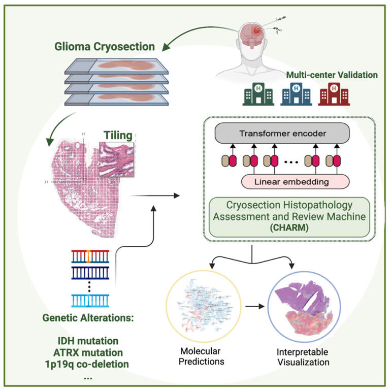 Real-time Cancer Tumor Profiling During Surgery | NextBigFuture.com