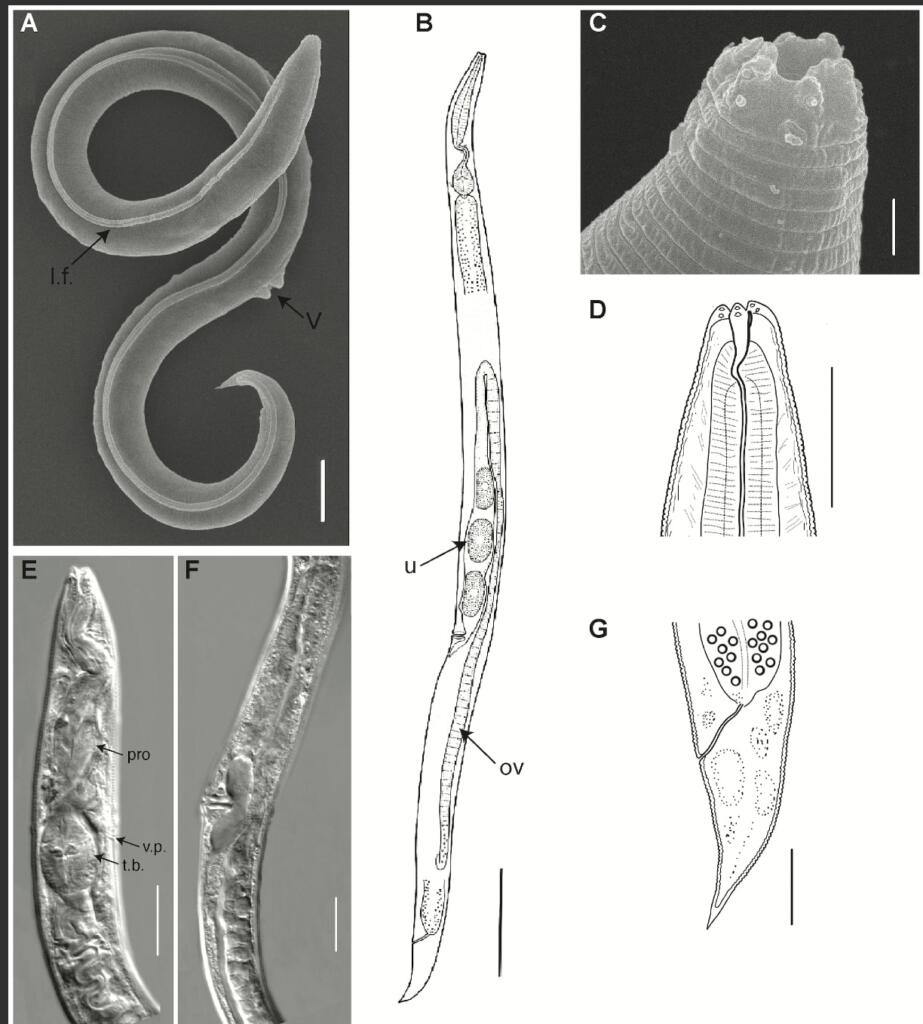 Microscopic Worms Lived 46000 Years Ago and Revived After Freezing in ...