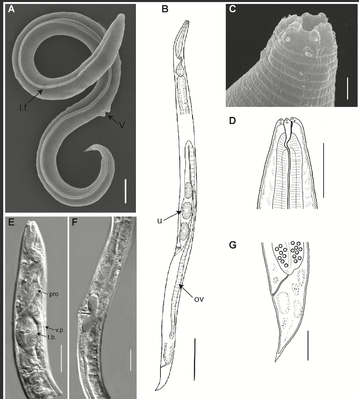Microscopic Worms Lived 46000 Years Ago and Revived After Freezing in ...