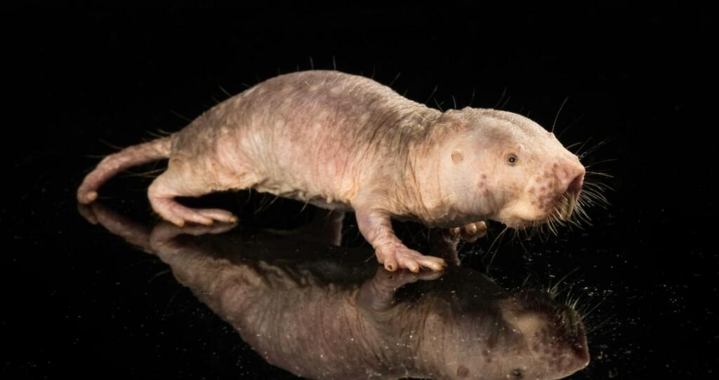 One of the Mole Rat Longevity Genes Transferred to Mice for Cancer ...