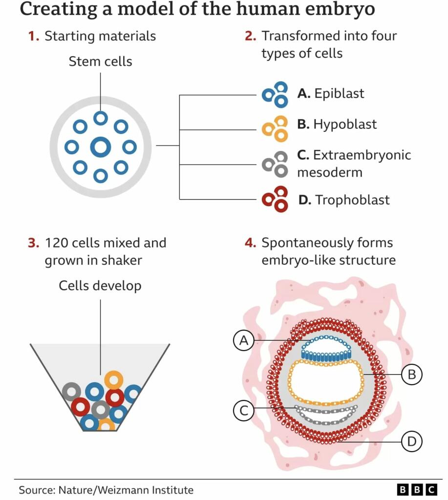 Four Types of Cells Grow Into 14 Day Human Embryo-Like Structure ...