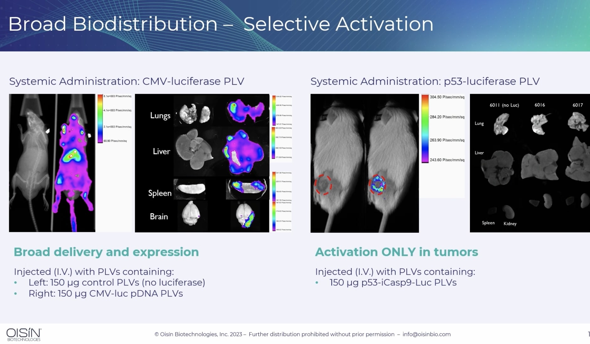 Oisin Biotech Can Apply Seperate Gene Therapies to Build Muscle and ...