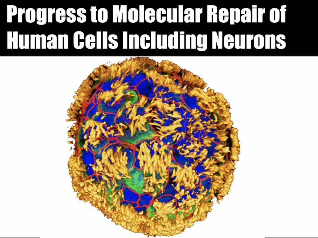 Progress to Living Molecular Cell Repair Organoids That Could Fix ...