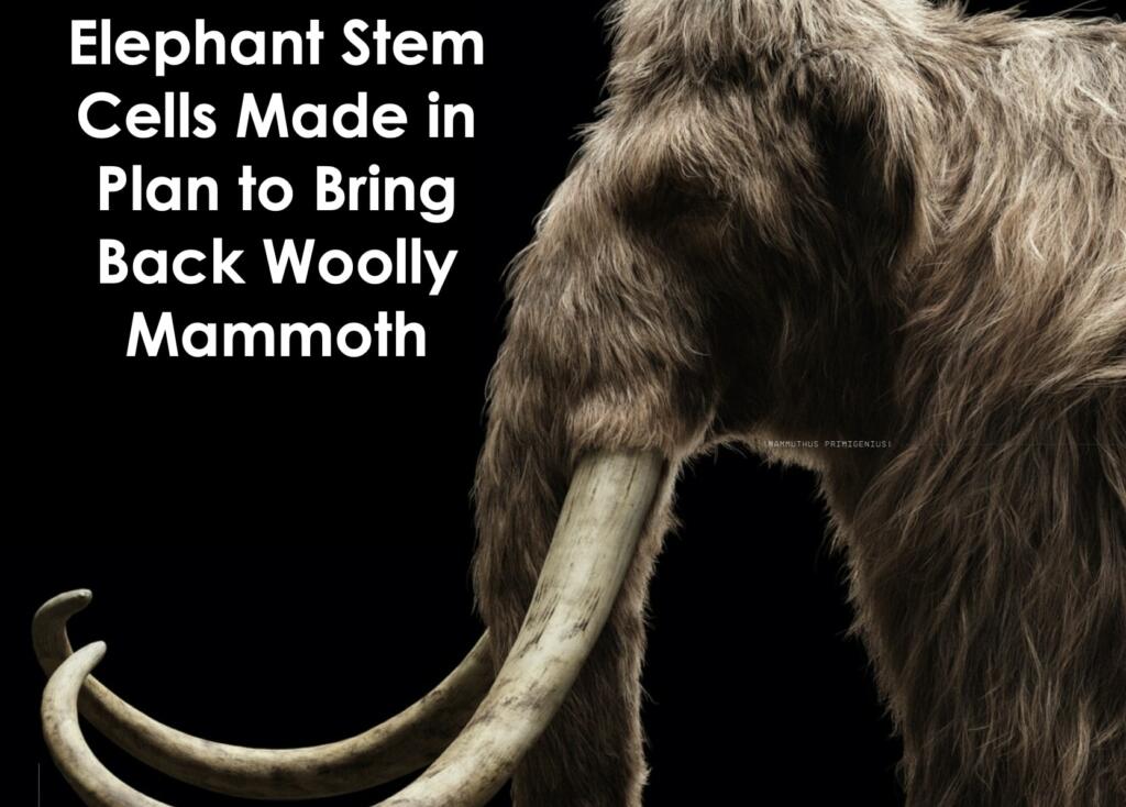 Elephant Stem Cells Made in the Plan to Bring Back the Woolly Mammoth ...