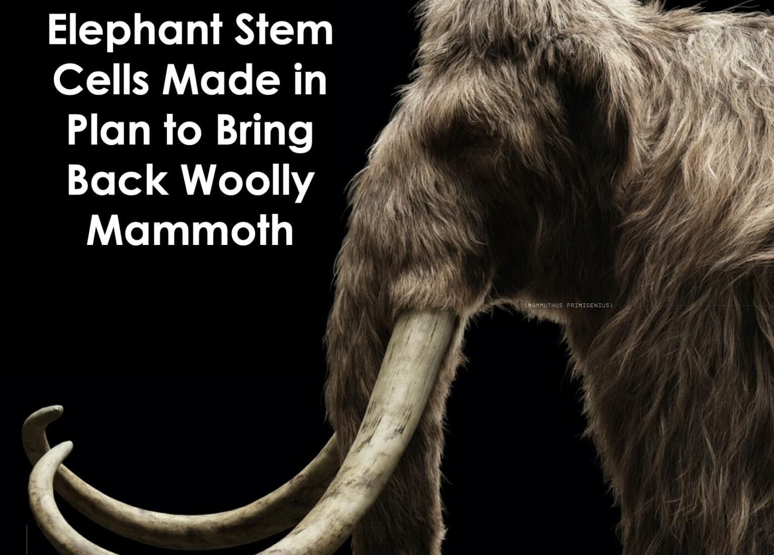 Elephant Stem Cells Made in the Plan to Bring Back the Woolly Mammoth ...