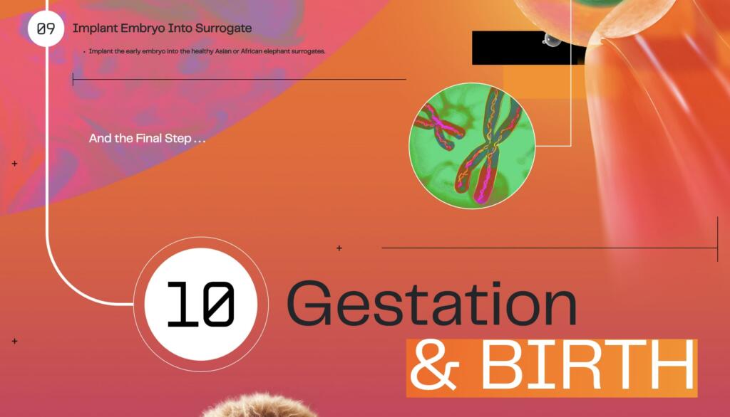 Elephant Stem Cells Made in the Plan to Bring Back the Woolly Mammoth