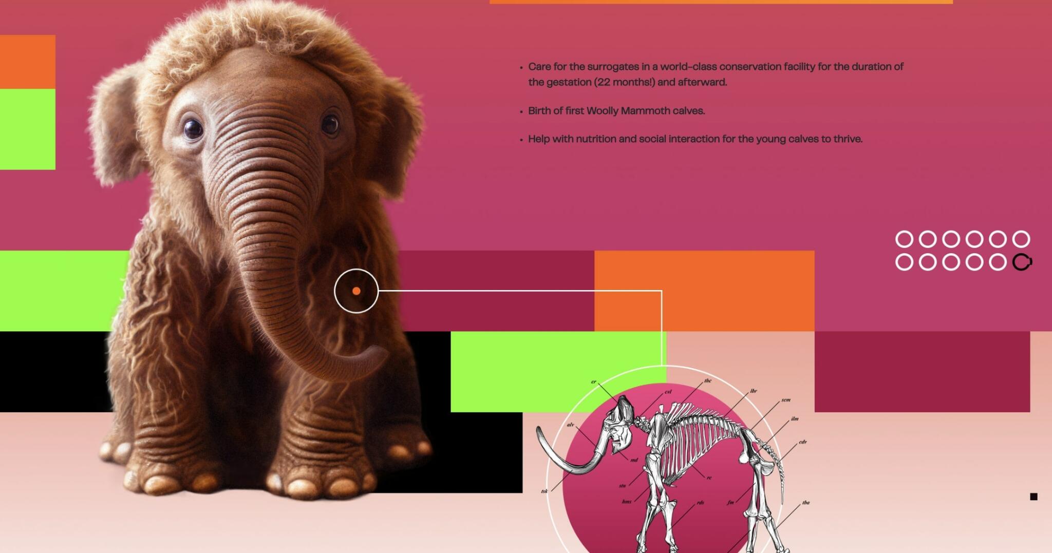 Elephant Stem Cells Made in the Plan to Bring Back the Woolly Mammoth ...