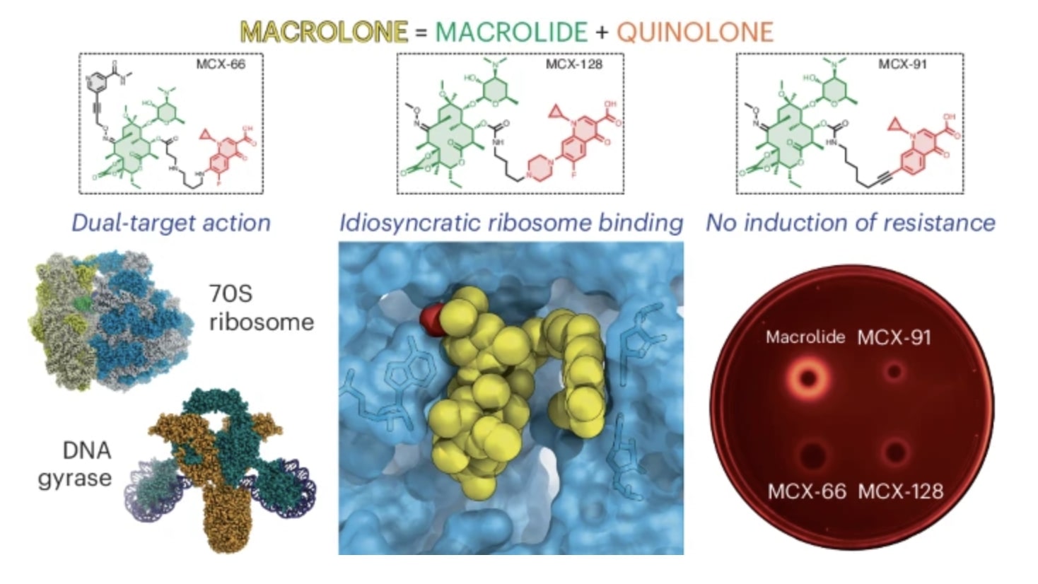 New Antibiotic Could Solve Bacteria Resistance and Save 5 Million Lives ...