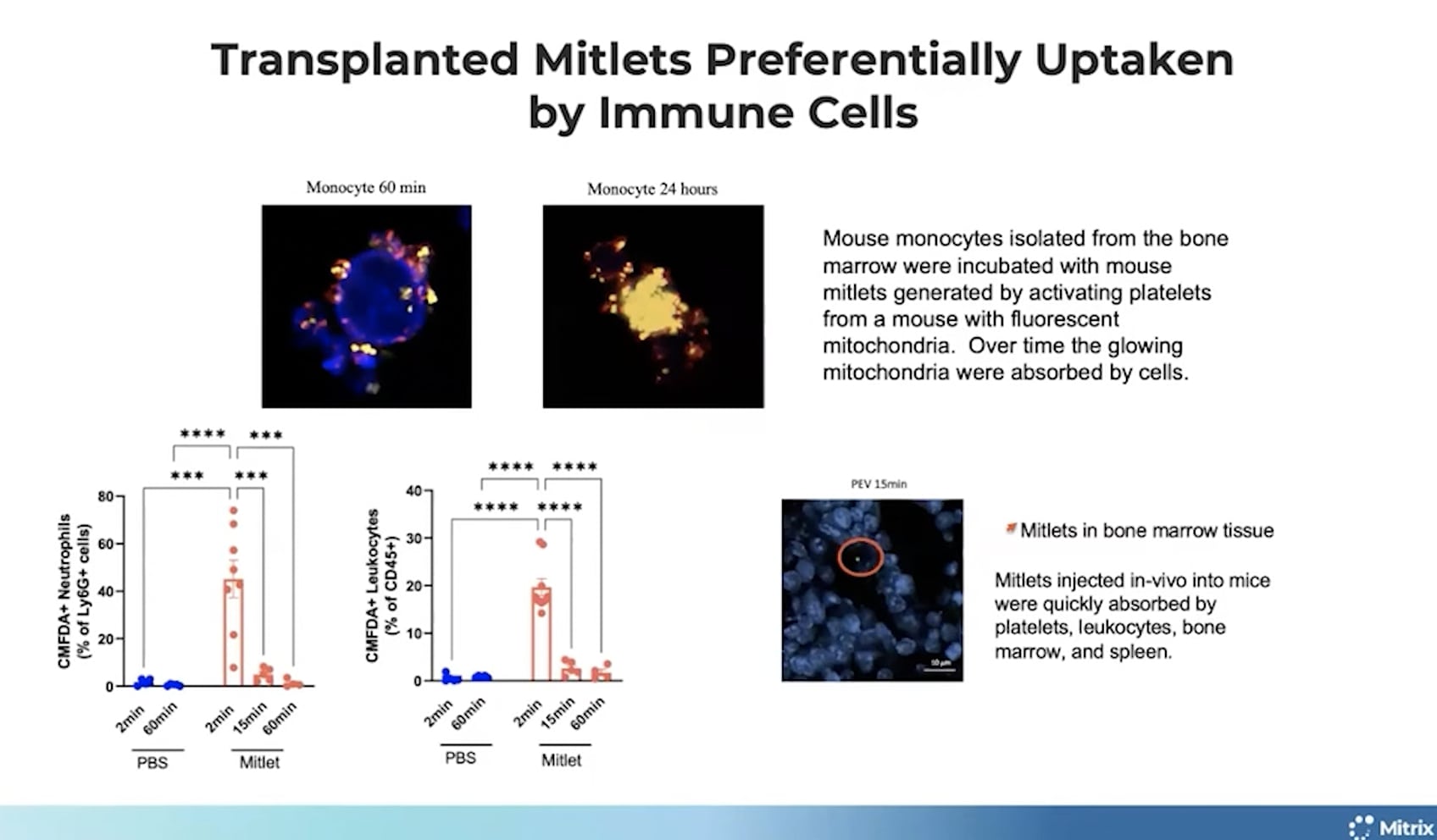 Mitrix Bio Leveraging Mitochondria Transfer for Antiaging ...