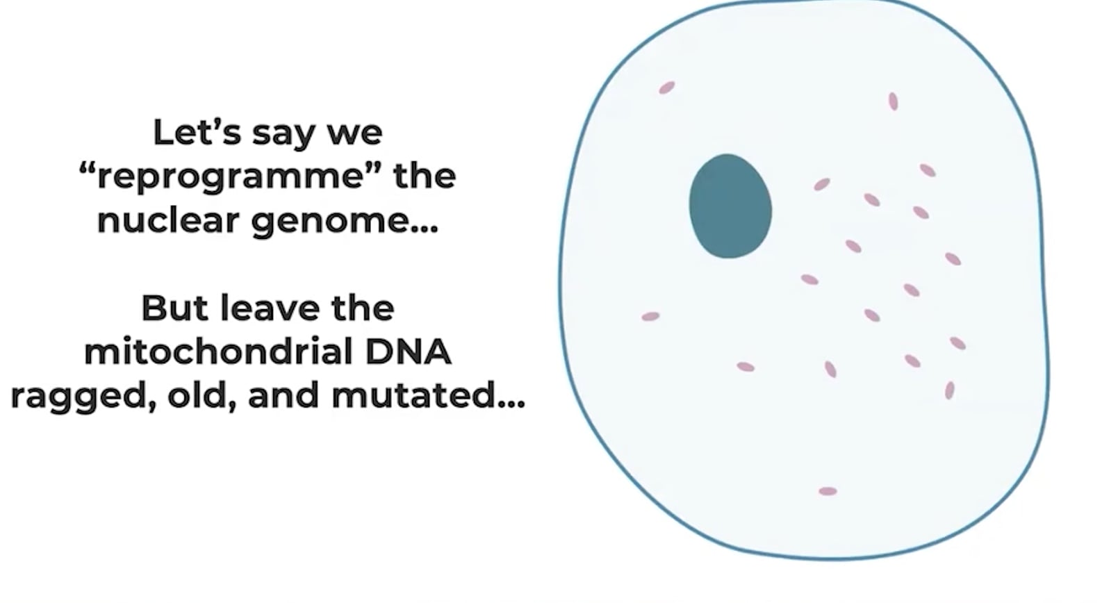 Mitrix Bio Leveraging Mitochondria Transfer for Antiaging ...