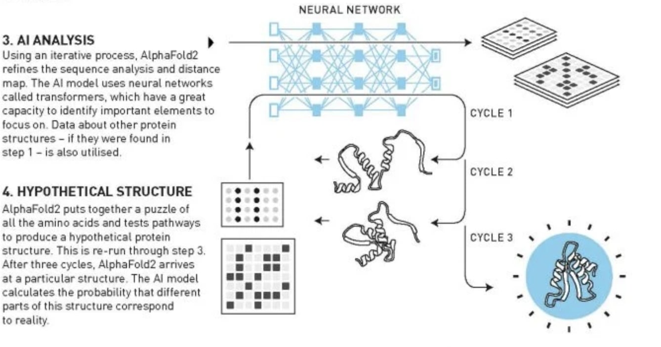 Nobel Prize in Chemistry for Solving Protein Folding in Minutes With AI ...