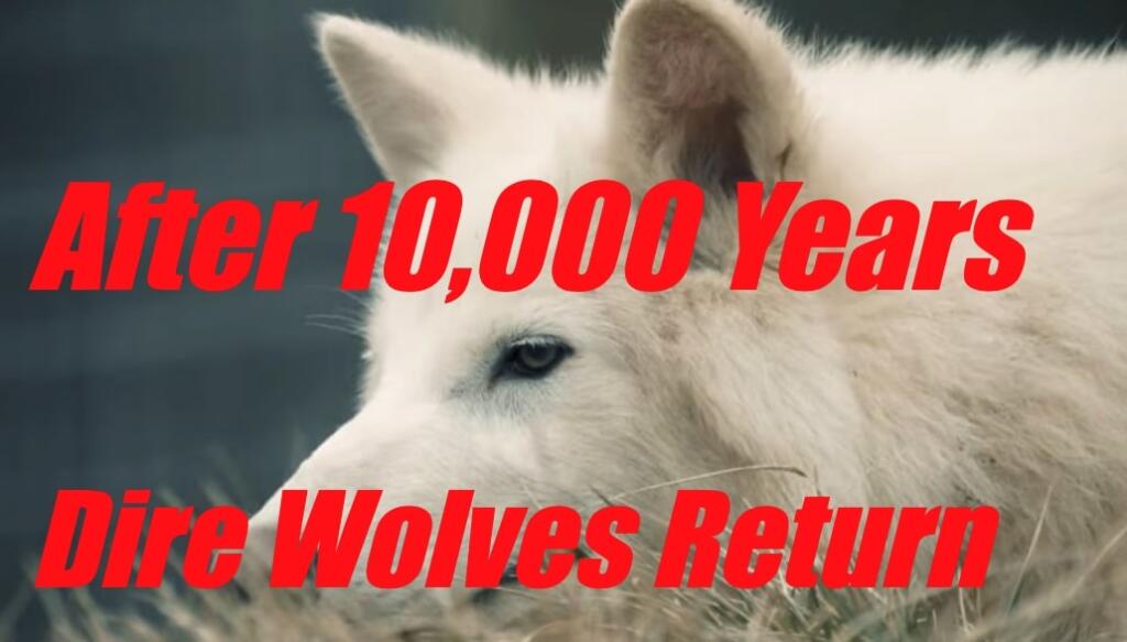 Dire Wolves Have Been Brought Back from 10,000 Year Extinction ...